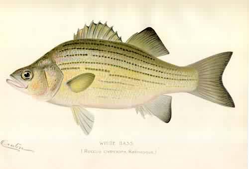 White Bass - Art Source International