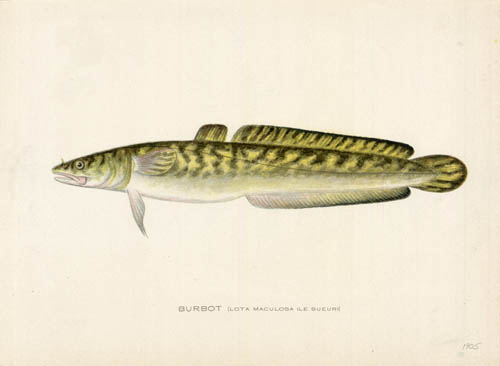 Burbot [Lota Maculosa (Le Sueur)] - Art Source International