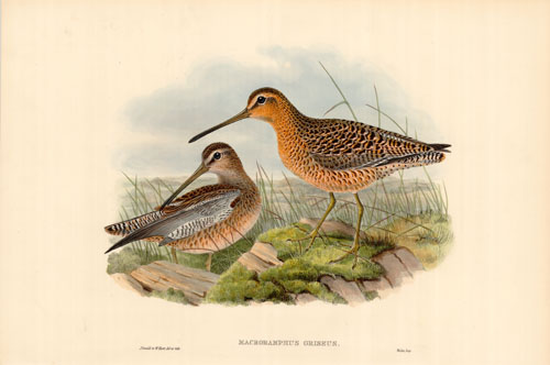 Red-Breasted or Brown Snipe (Macrorhamphus Griseus) - Art Source ...