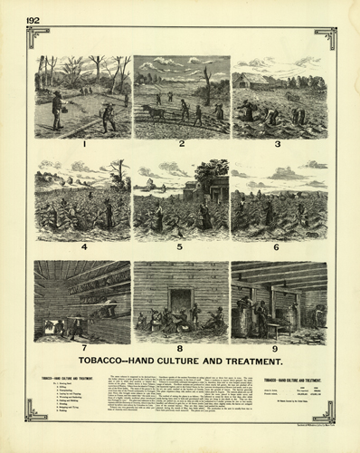 Tobacco- Hand Culture and Treatment - Art Source International