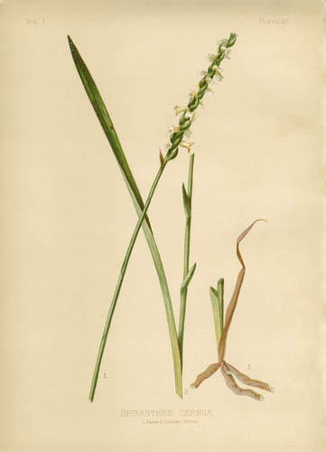 Drooping-Flowered Ladies' Traces, or Spiranthes Cernua - Art Source ...
