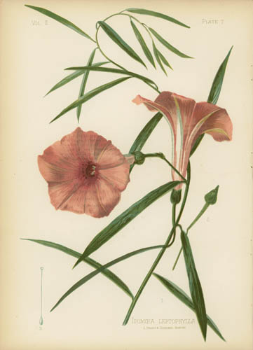 Colorado Man-Root, or Ipomoea Leptophylla - Art Source International