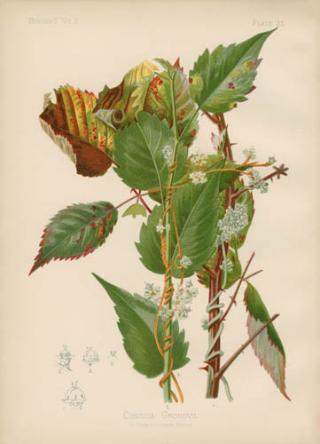 Common American Dodder, or Cuscuta Gronovii - Art Source International