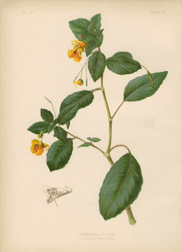 Spotted Touch-Me-Not, Snap-Weed, or Impatiens Fulva - Art Source ...