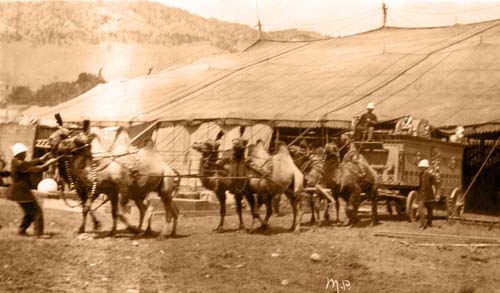 Circus Camels - Art Source International