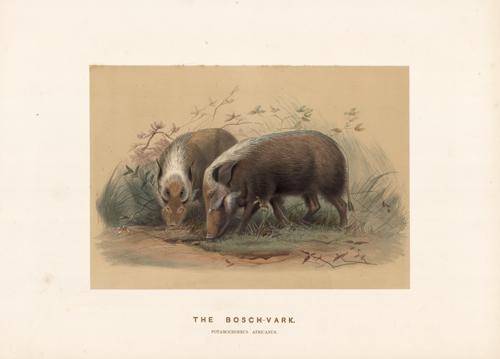 The Bosch-Vark (Potamochoerus Africanus) - Art Source International