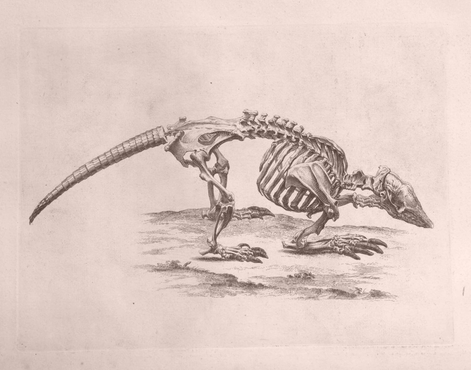 Armadillo Skeleton, Cheselden Anatomy 1733 - Art Source International