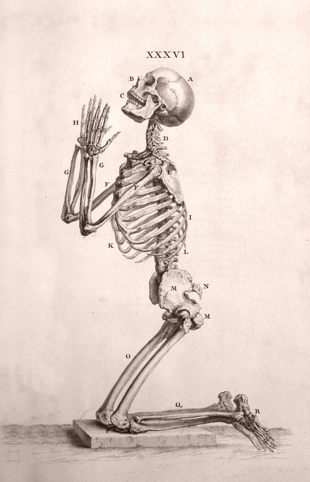 Praying Human Skeleton, Cheselden Anatomy 1733 - Art Source International