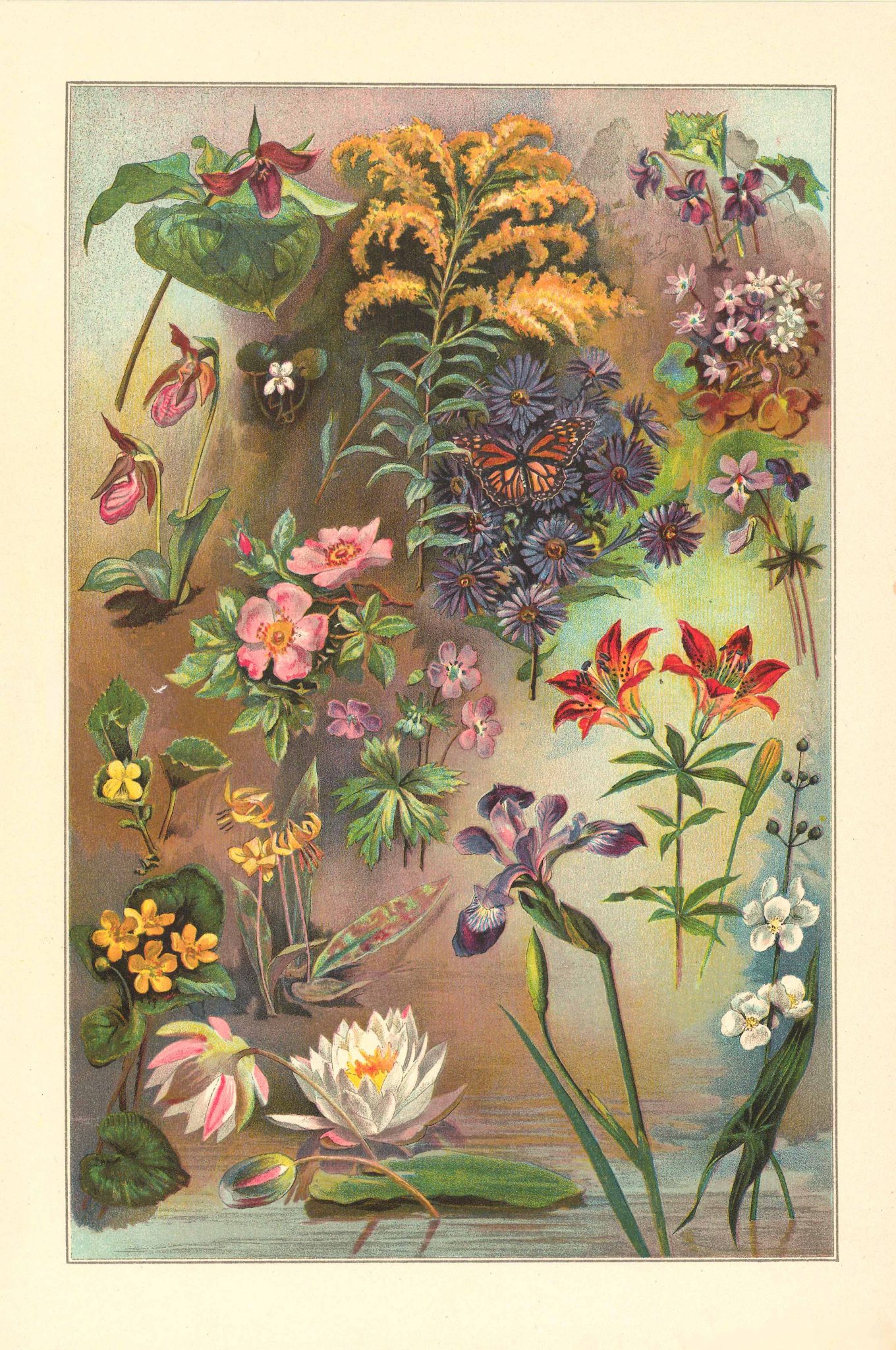 North American Wild Flowers; Johnson's Universal Cyclopedia, 1896 - Art ...