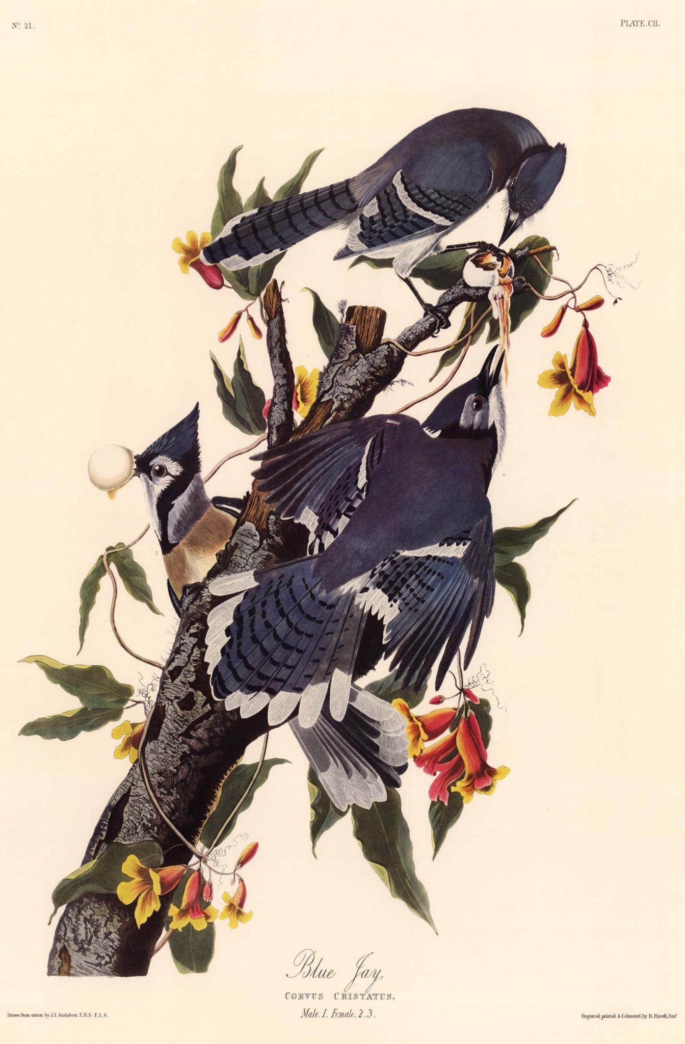Audubon's Blue Jay - Art Source International